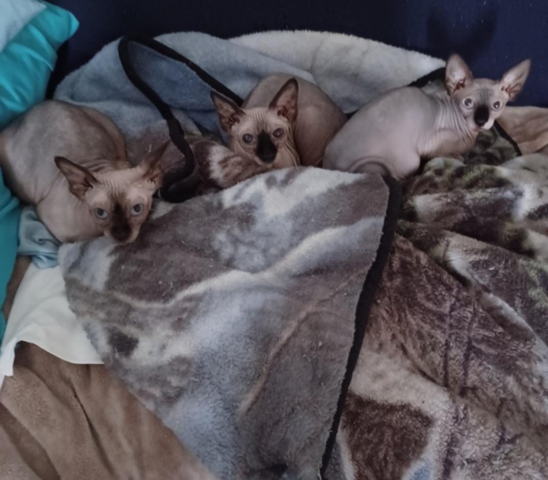 Sphynx Female Breeder | Sphynx Breeder in Ohio near Michigan